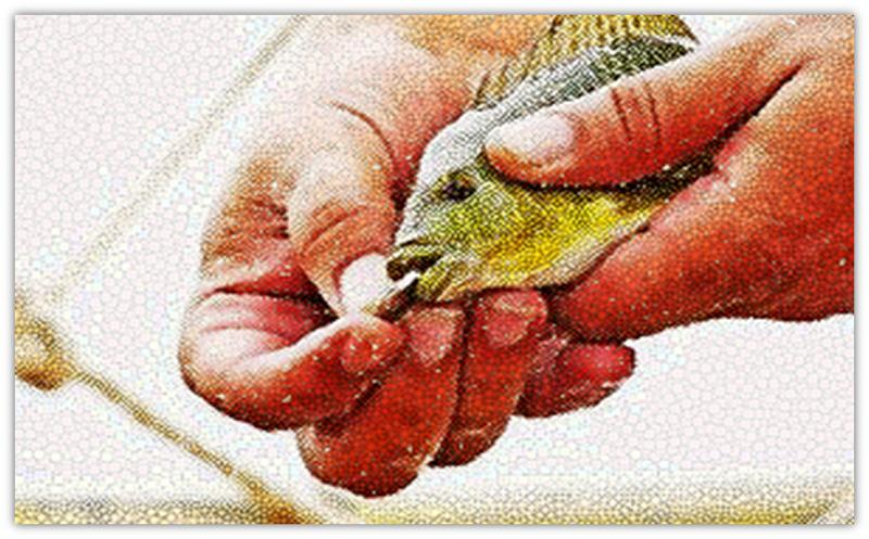 Meet Peter and the Fishes Mouth | Gospels101.com